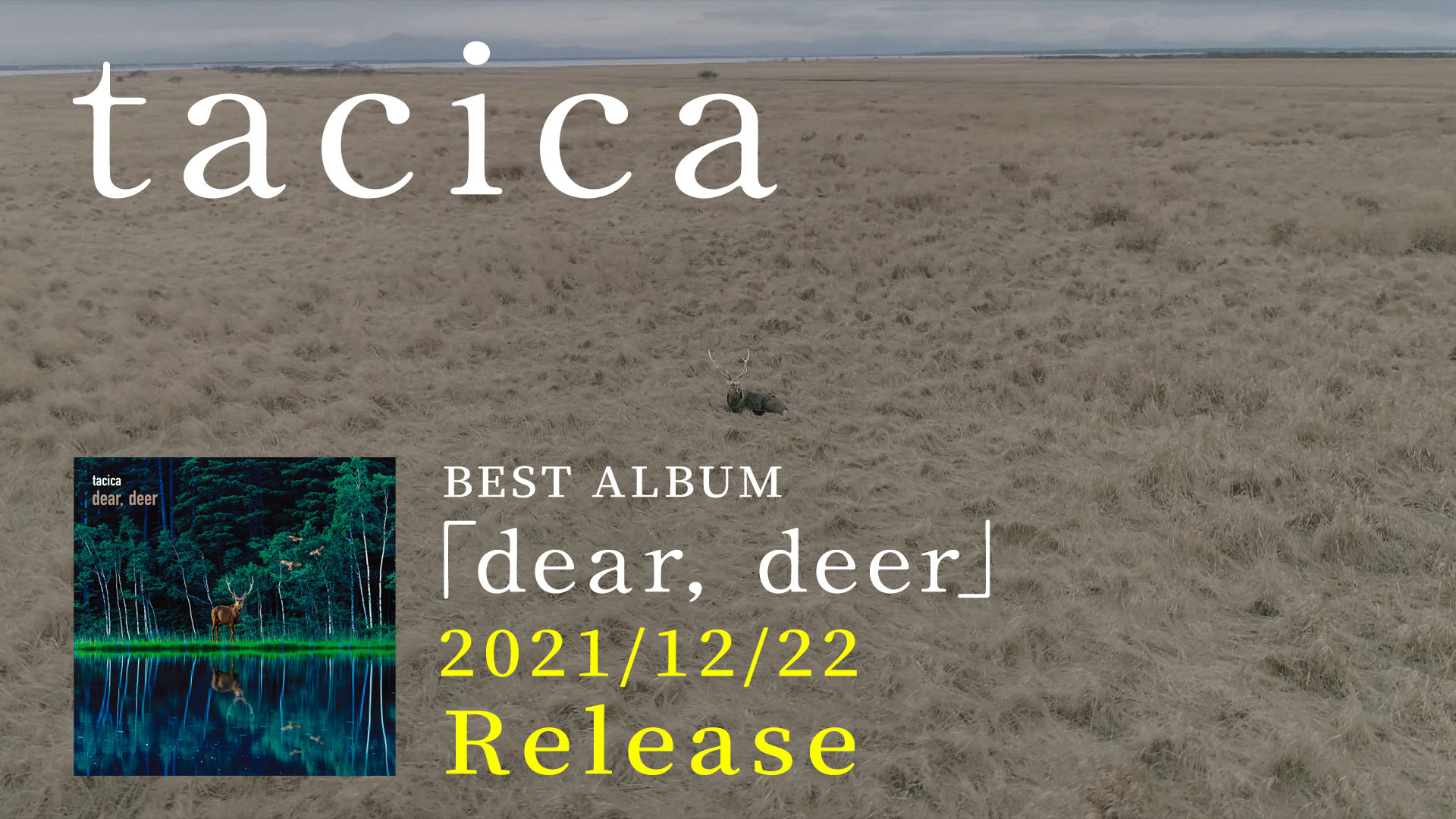 tacica初ベスト・アルバム『dear, deer』リリース決定 / NEWS / tacica official site